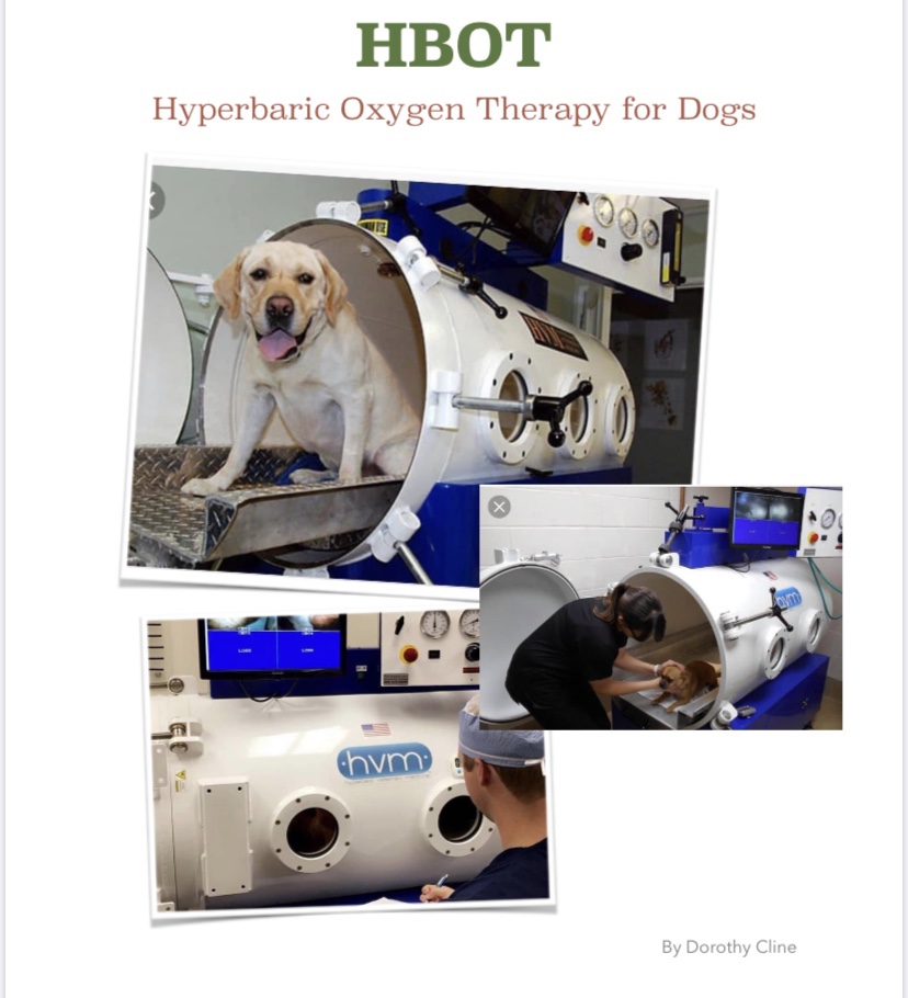 HBOT: Hyperbaric Oxygen Therapy for Dogs – Mindful Paws PR